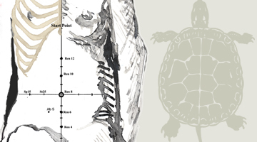 Abdominal Acupuncture (Fu Zhen) in a Turtle shell (An Introduction ...